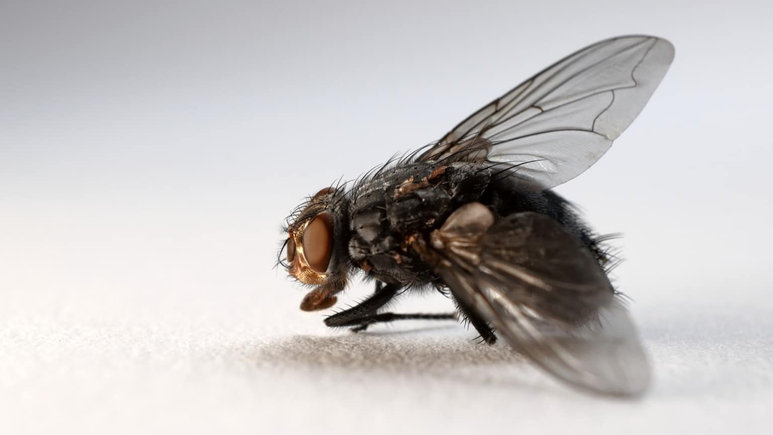Comment choisir un tue mouche